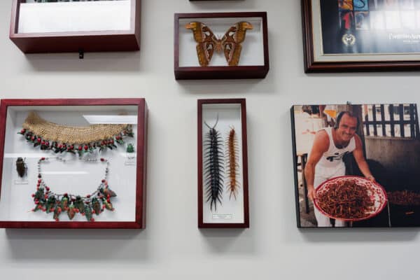 La collection d’insectes de Georges Brossard - Découverte patrimoine et ...
